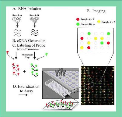 Nutrition and the genome: a new chapter in health and disease | Eufic